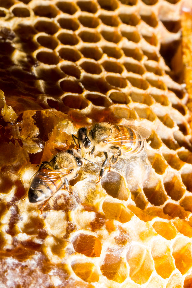 The Science Behind Honey with Urban Honey Bee Project - Science ATL